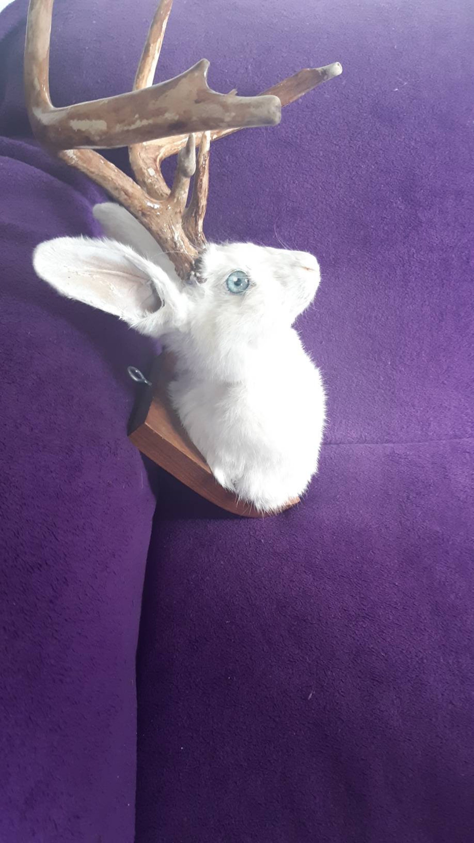 Adorable White Jackalope with amazing blue eyes and real | Etsy