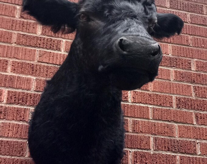 Black Shoulder Mount Cow Taxidermy. High Quality Taxidermy - Etsy