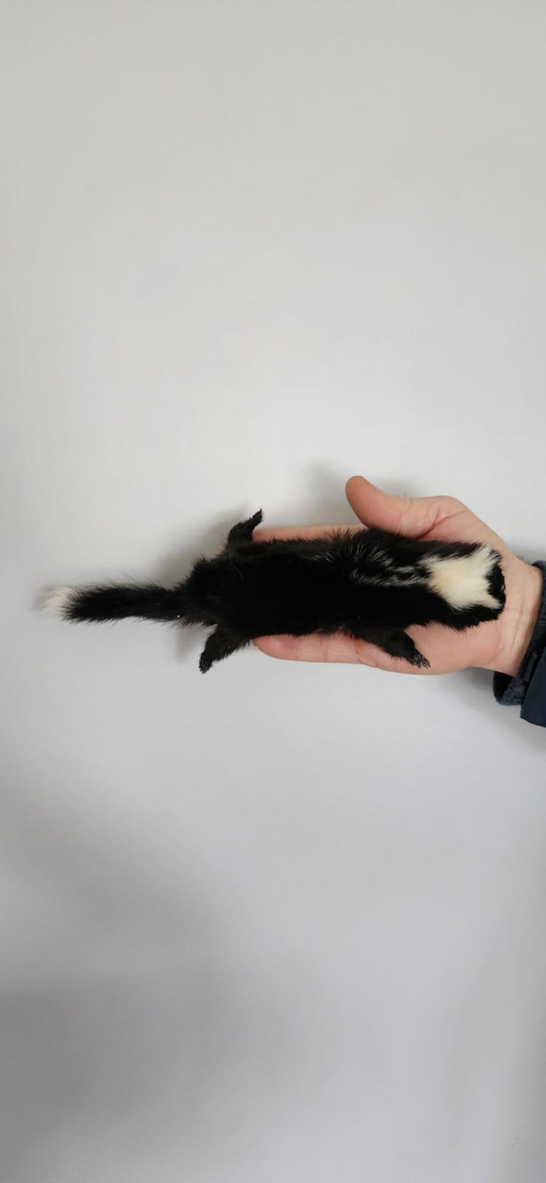 Soft Mount Baby Skunk Taxidermy - Etsy