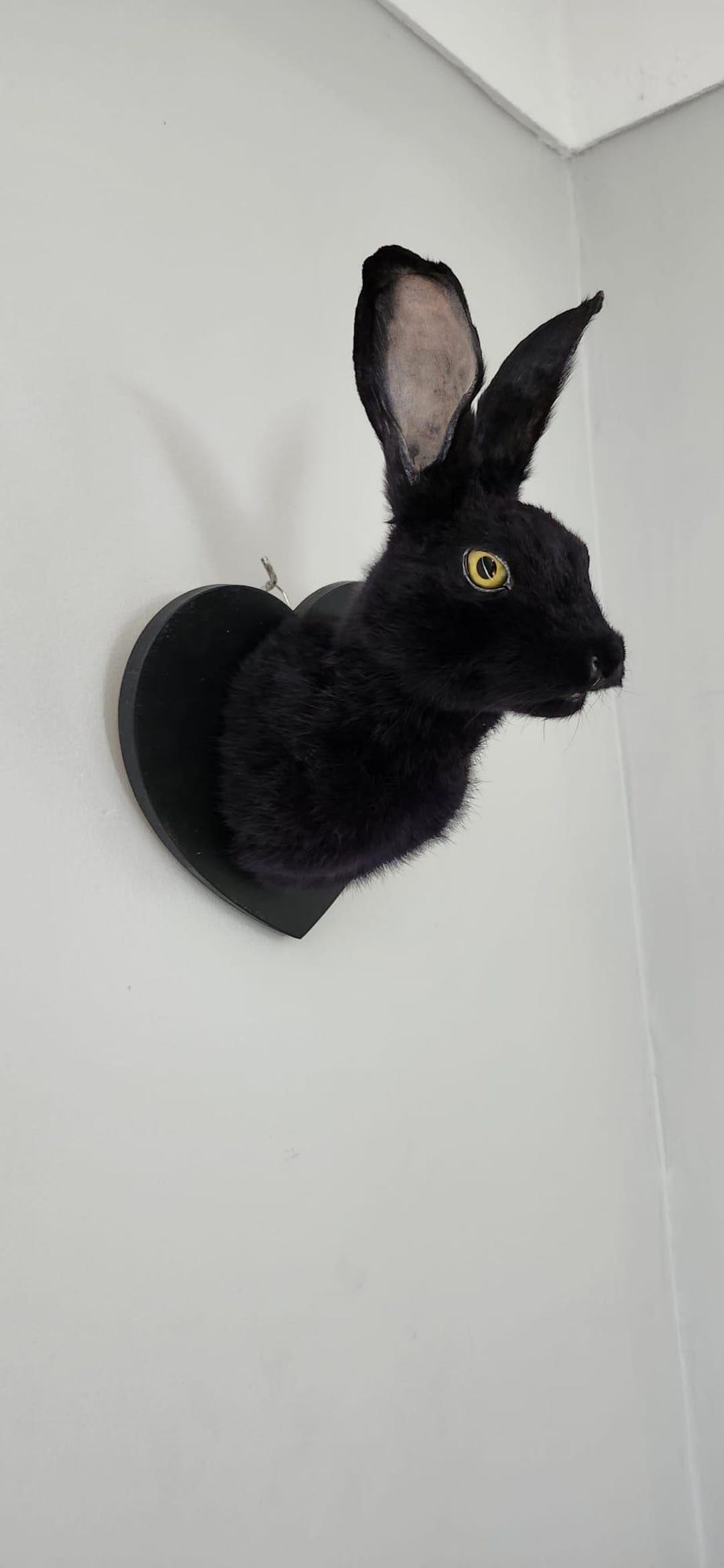 Shoulder Mount Black Bunny, Rabbit Taxidermy - Etsy