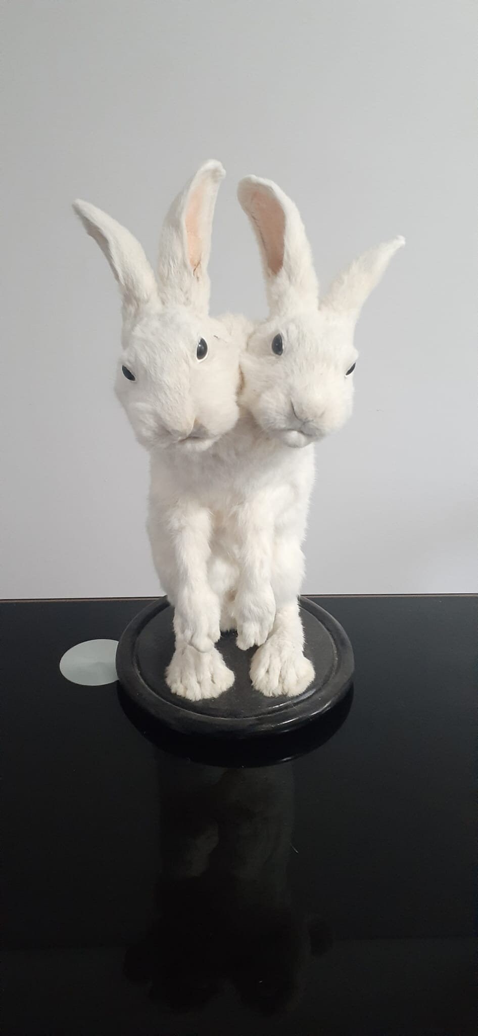 Two Headed Beast Rabbit Taxidermy, Standing White Bunny Mount ...
