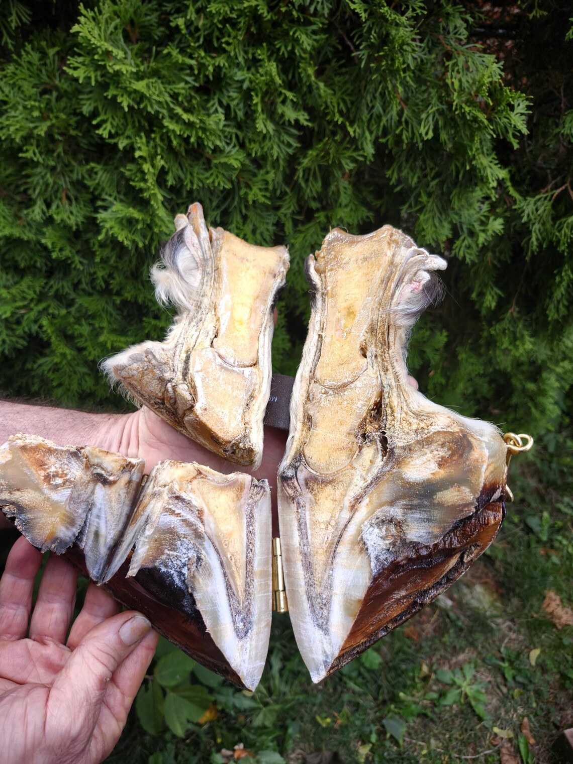 Horse Hoove Taxidermy - Etsy
