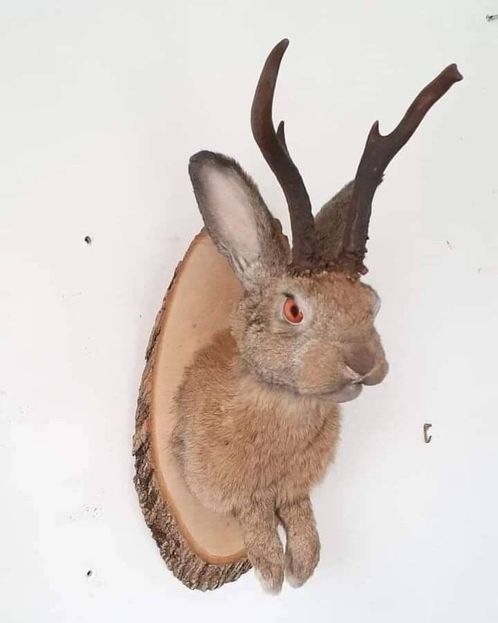 Amazing Brown Jackalope Taxidermy With Real Roe Deer Antlers, Rabbit ...