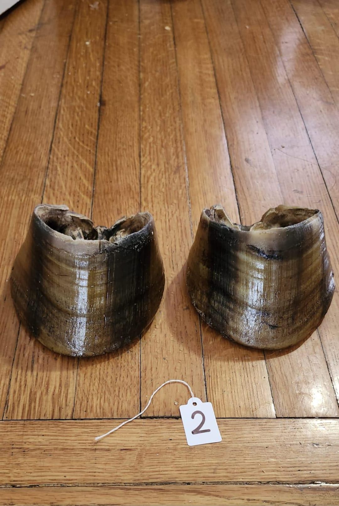 A Pair of Horse Hooves Taxidermy - Etsy
