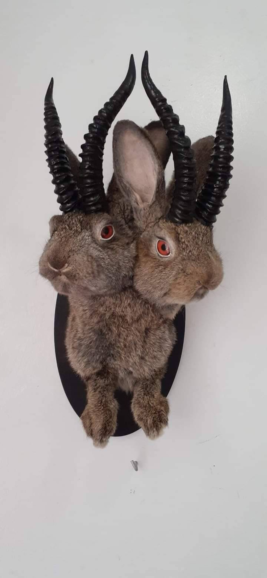 Two Headed Mythical Beast Taxidermy, Dark Brown Two Headed Jackalope ...