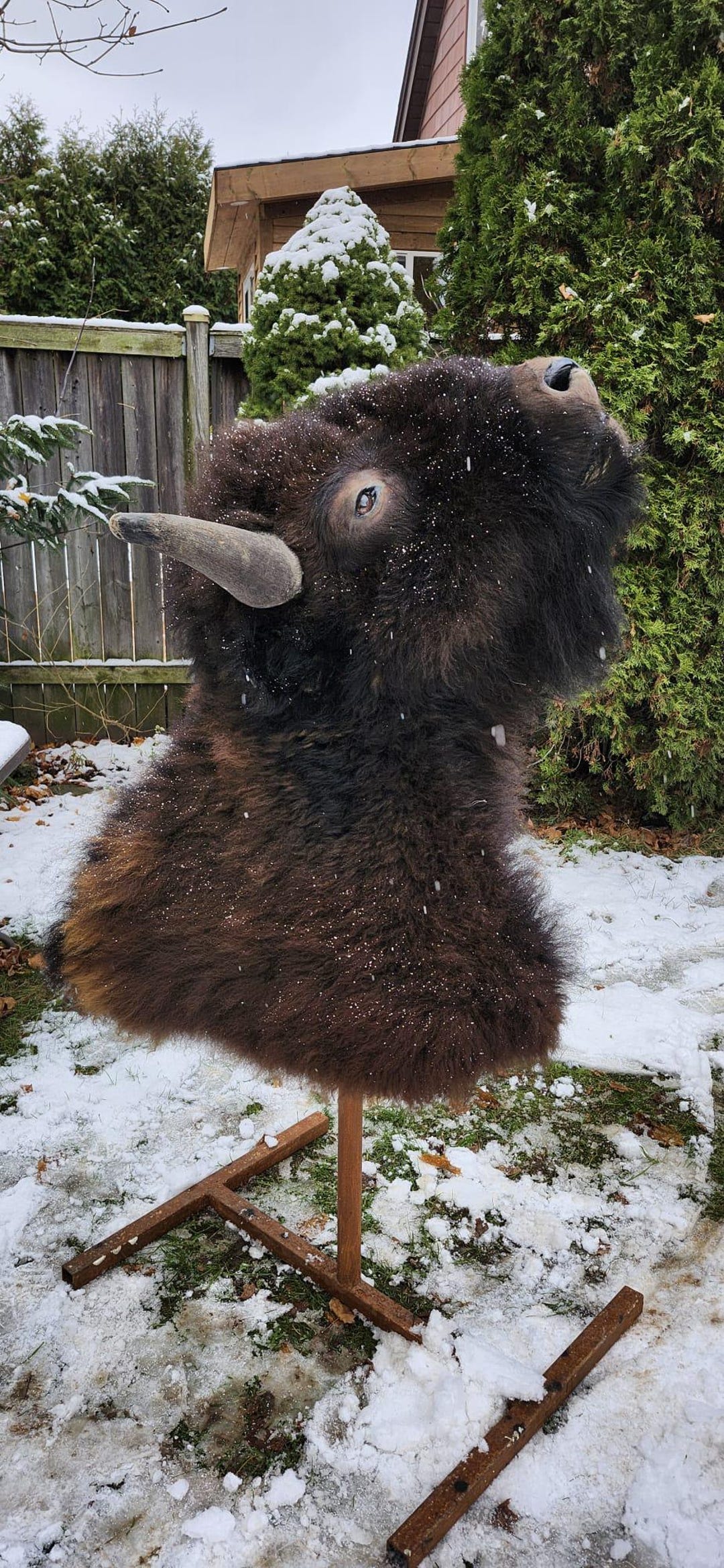 Shoulder Mount Bison/buffalo Taxidermy - Etsy