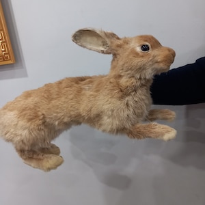 Posable Soft Mount Rabbit Taxidermy, Orange Bunny Taxidermy - Etsy