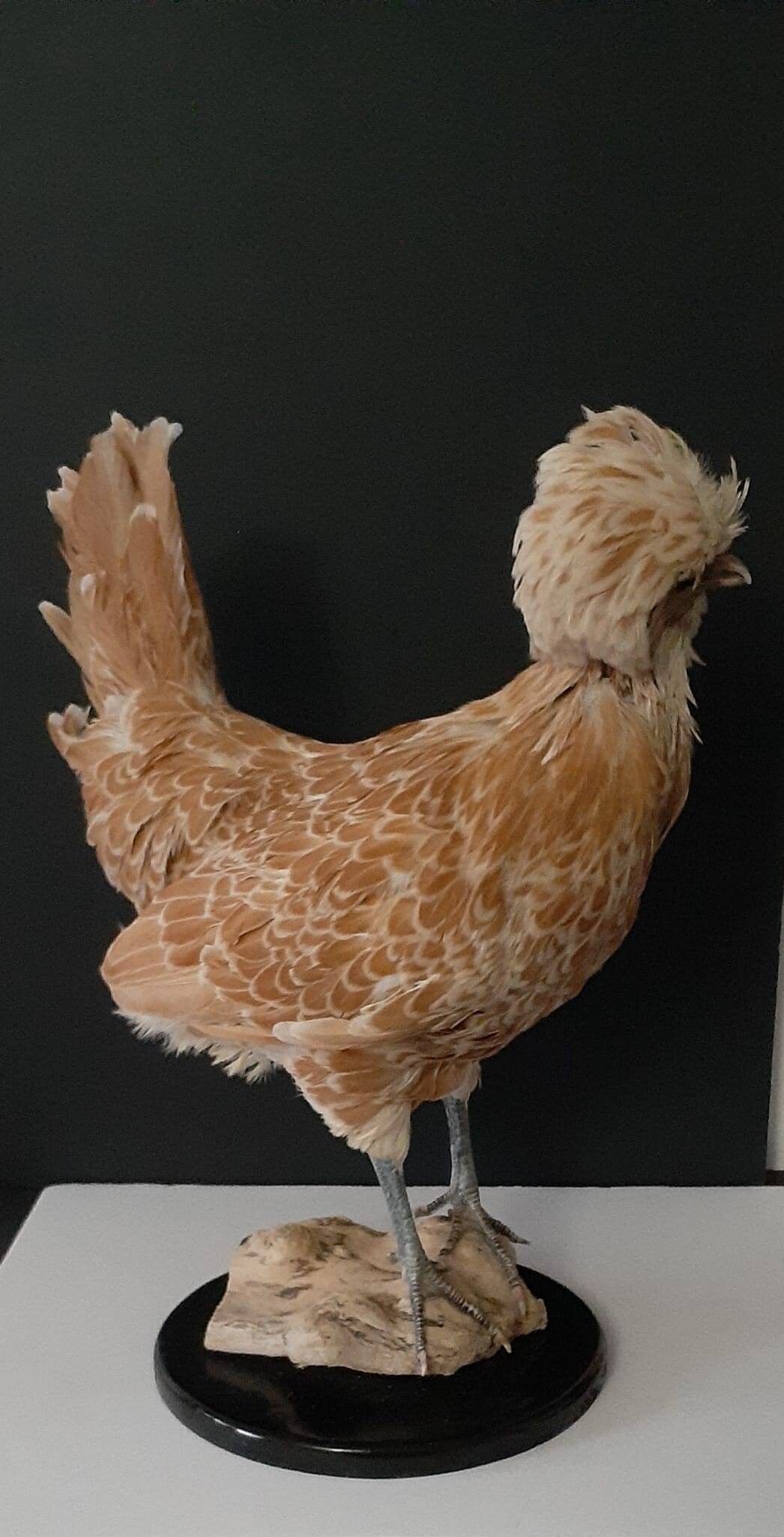 Unique Chicken Taxidermy, Bird Taxidermy, Chicken Mount - Etsy