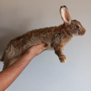 Brown Soft Mount Rabbit Taxidermy, Floppy Soft Mount Bunny - Etsy