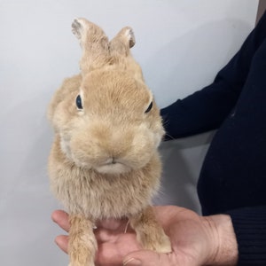 Posable Soft Mount Rabbit Taxidermy, Orange Bunny Taxidermy - Etsy