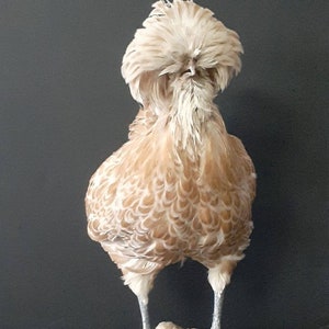 Unique Chicken Taxidermy, Bird Taxidermy, Chicken Mount - Etsy