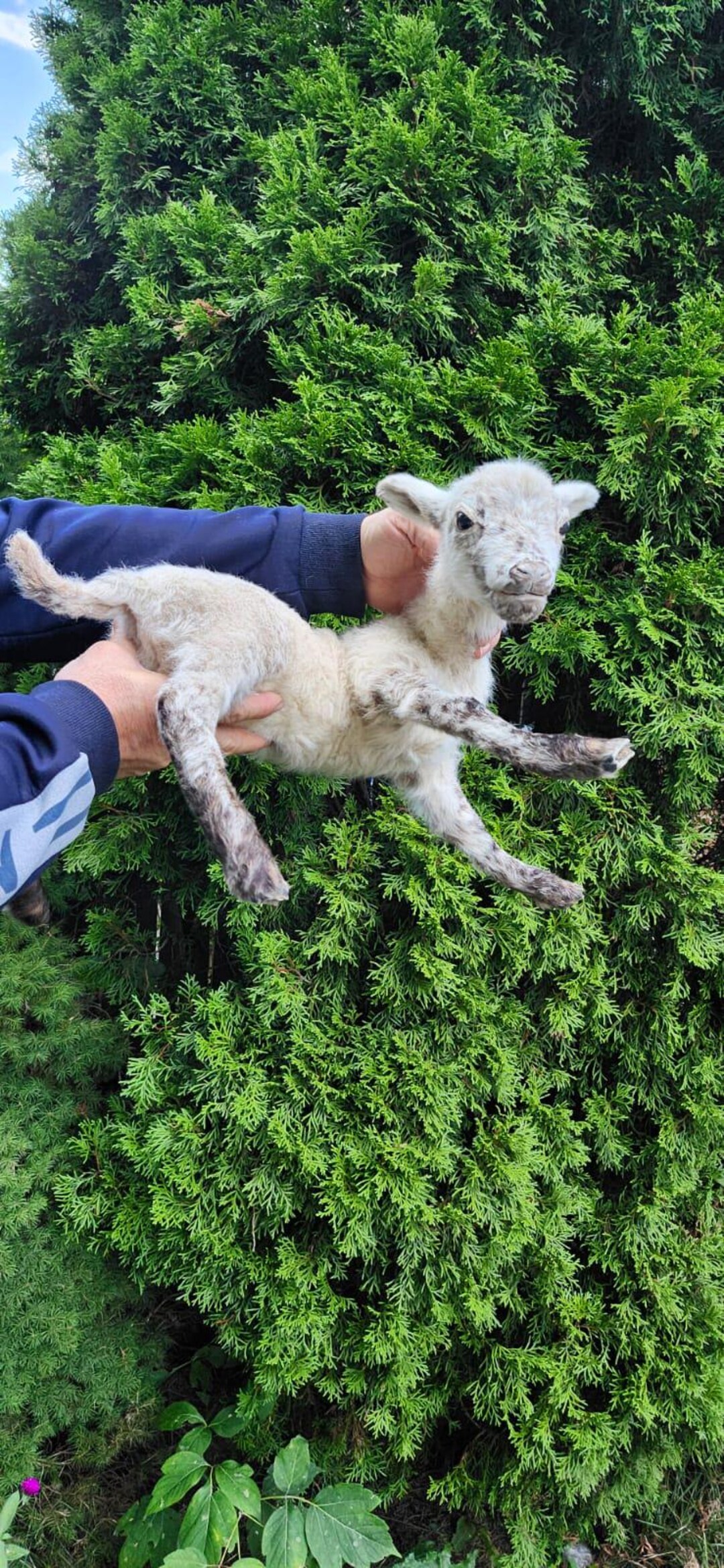 Soft Mount Baby Lamb Taxidermy, Baby Goat Taxidermy, Ram - Etsy