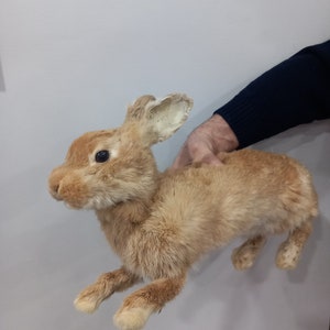 Posable Soft Mount Rabbit Taxidermy, Orange Bunny Taxidermy - Etsy