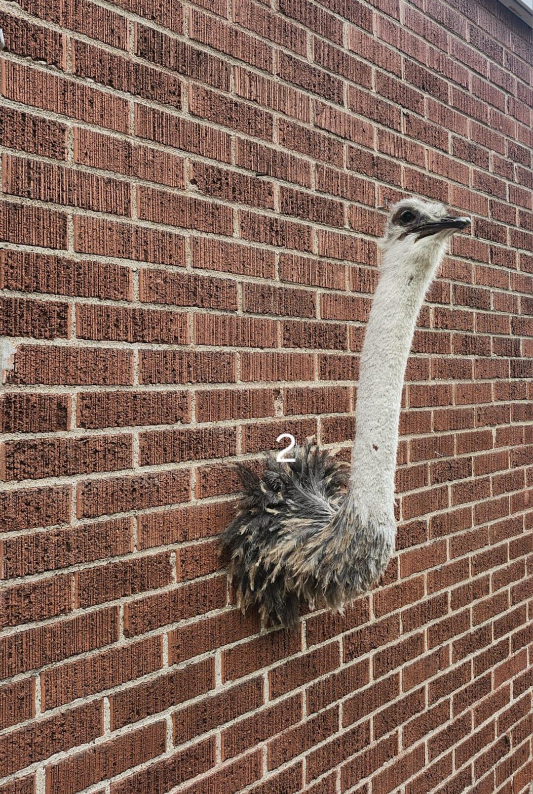 Ostrich Taxidermy Wall Mount - Etsy