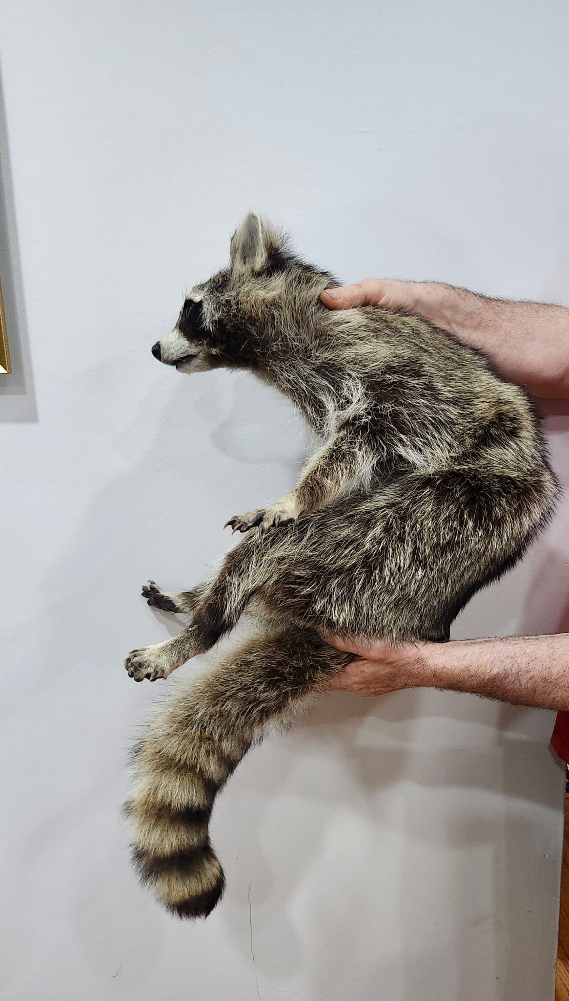 Masive XXL Soft Mount Raccoon Taxidermy - Etsy