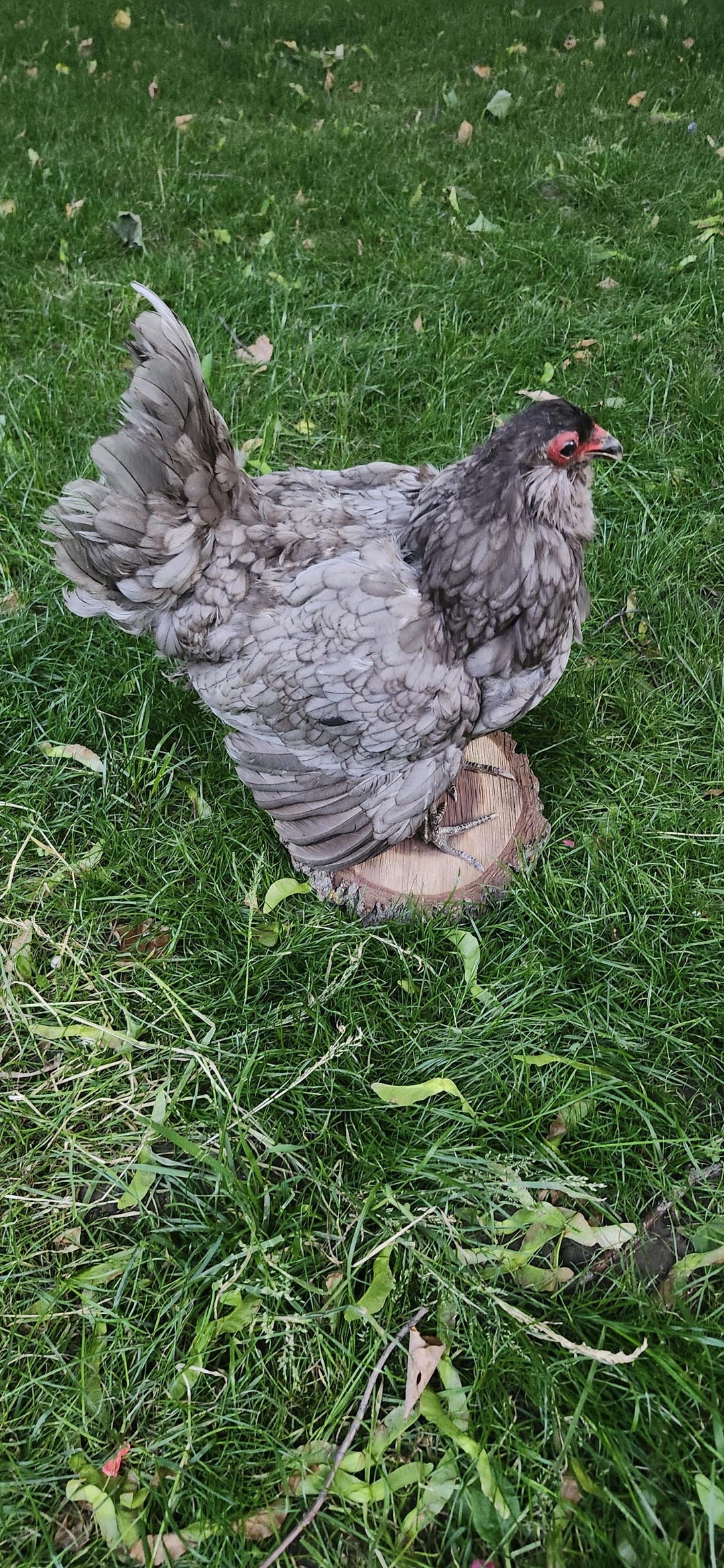 Chicken Taxidermy. Hen Taxidermy - Etsy