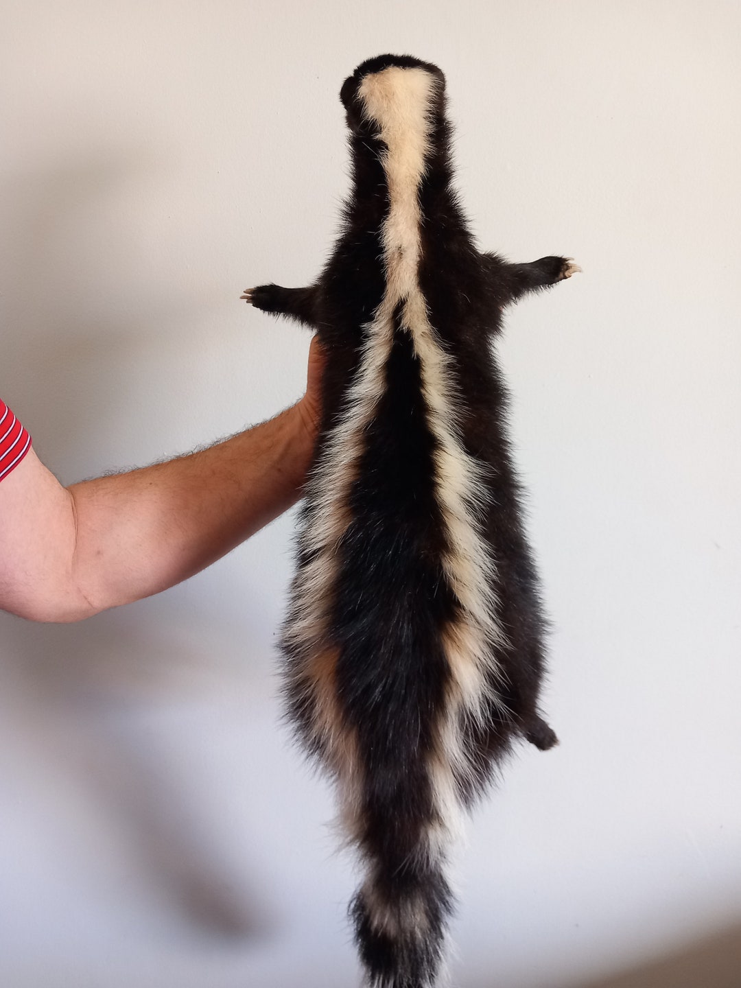 Floppy Soft Mount Skunk Taxidermy, High Quality Taxidermy - Etsy