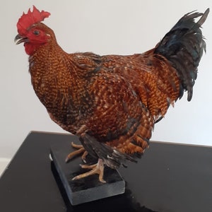 Standing Rooster Taxidermy With Nice Colors, Rooster Mount - Etsy