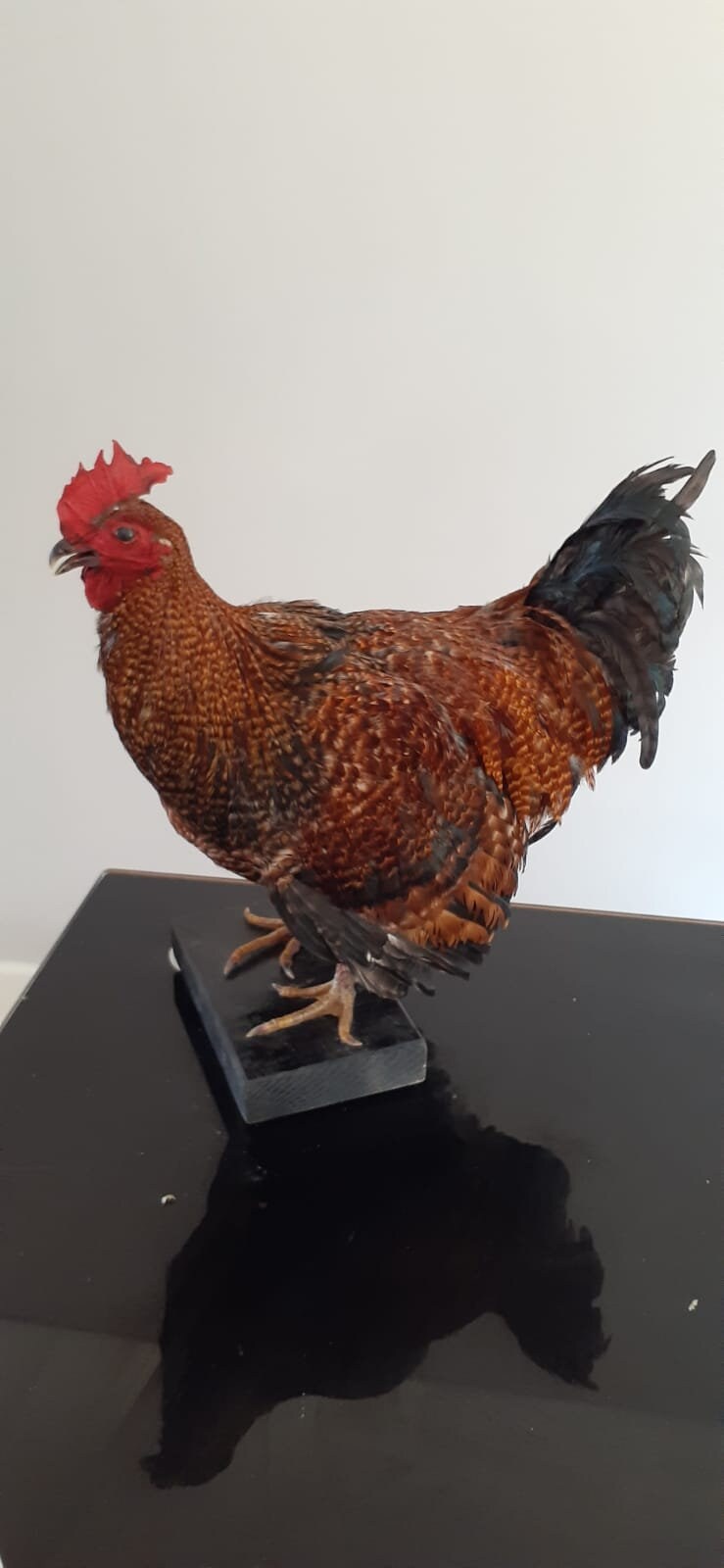 Standing Rooster Taxidermy With Nice Colors, Rooster Mount - Etsy