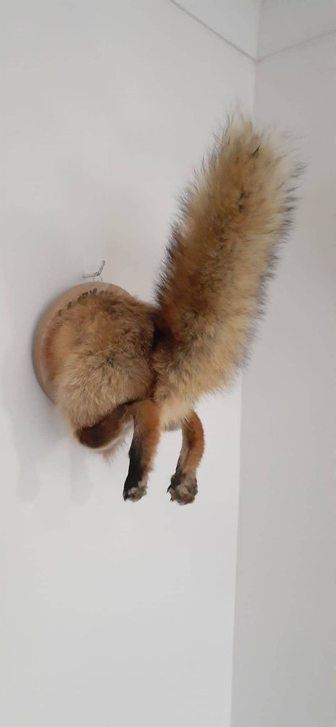Poseable Fox Butt Taxidermy Wall Mount Lower Part of Fox - Etsy