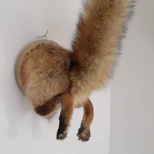 Taxidermy Fox - Etsy