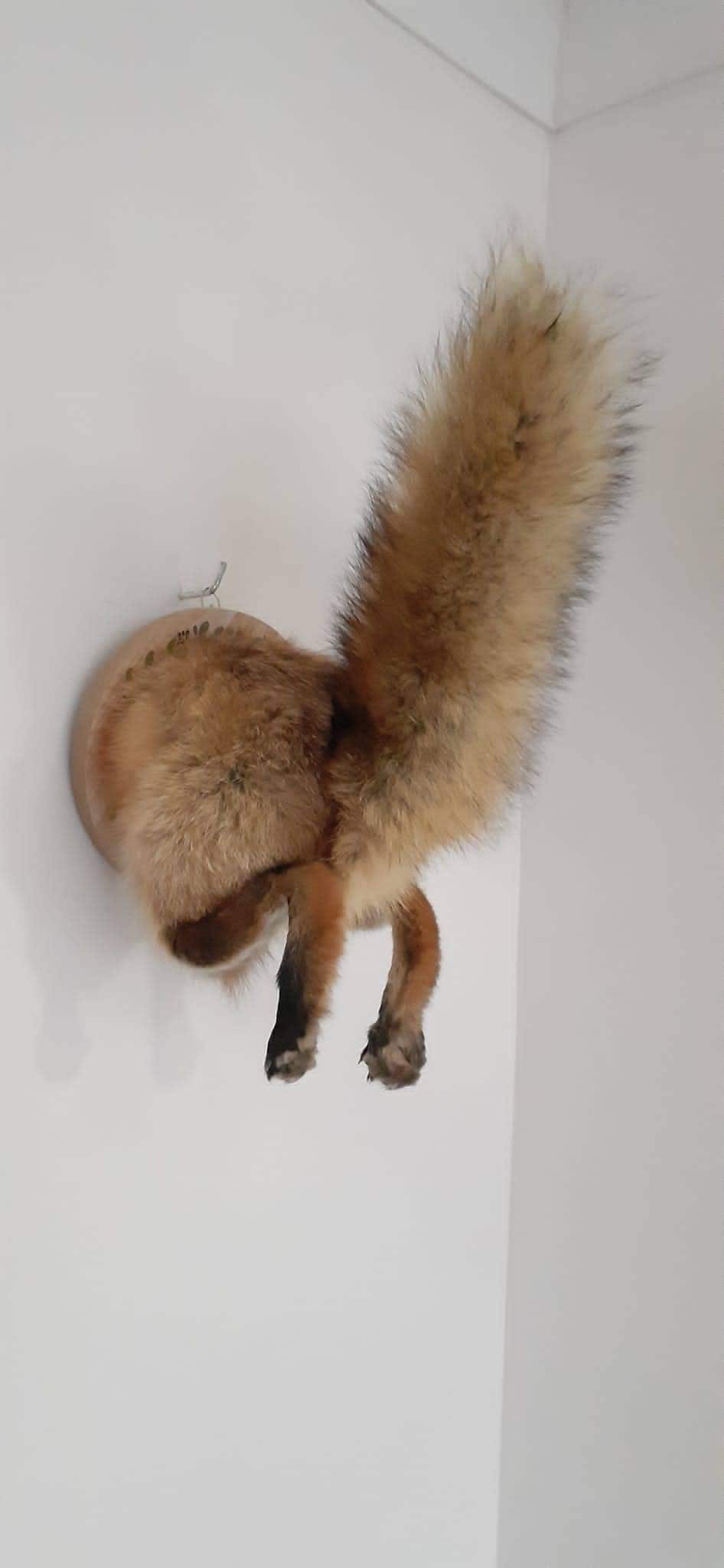 Poseable Fox Butt Taxidermy Wall Mount Lower Part of Fox - Etsy