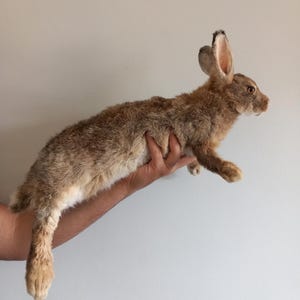 Brown Soft Mount Rabbit Taxidermy, Floppy Soft Mount Bunny - Etsy