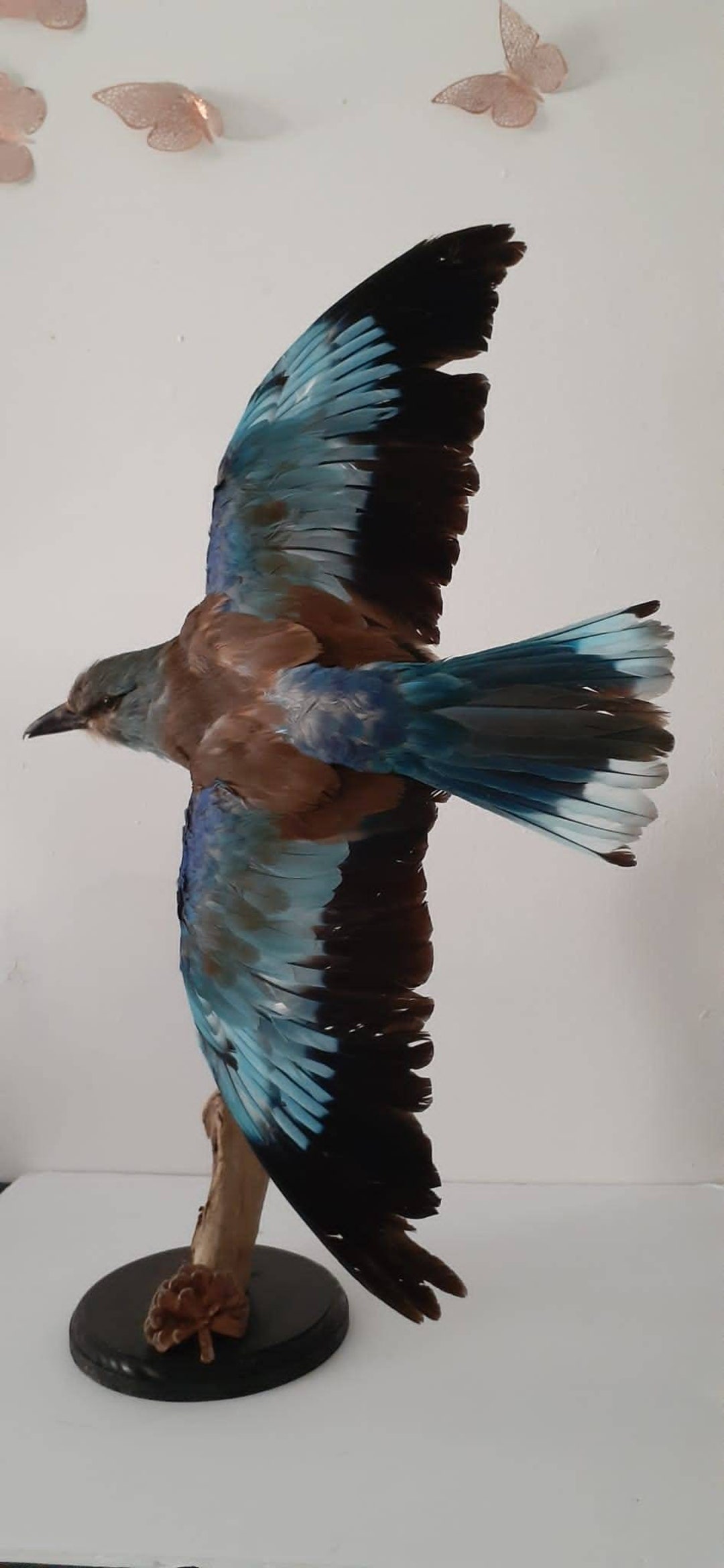 Flying Roller Taxidermy, Open Wings Roller Bird Mount, - Etsy