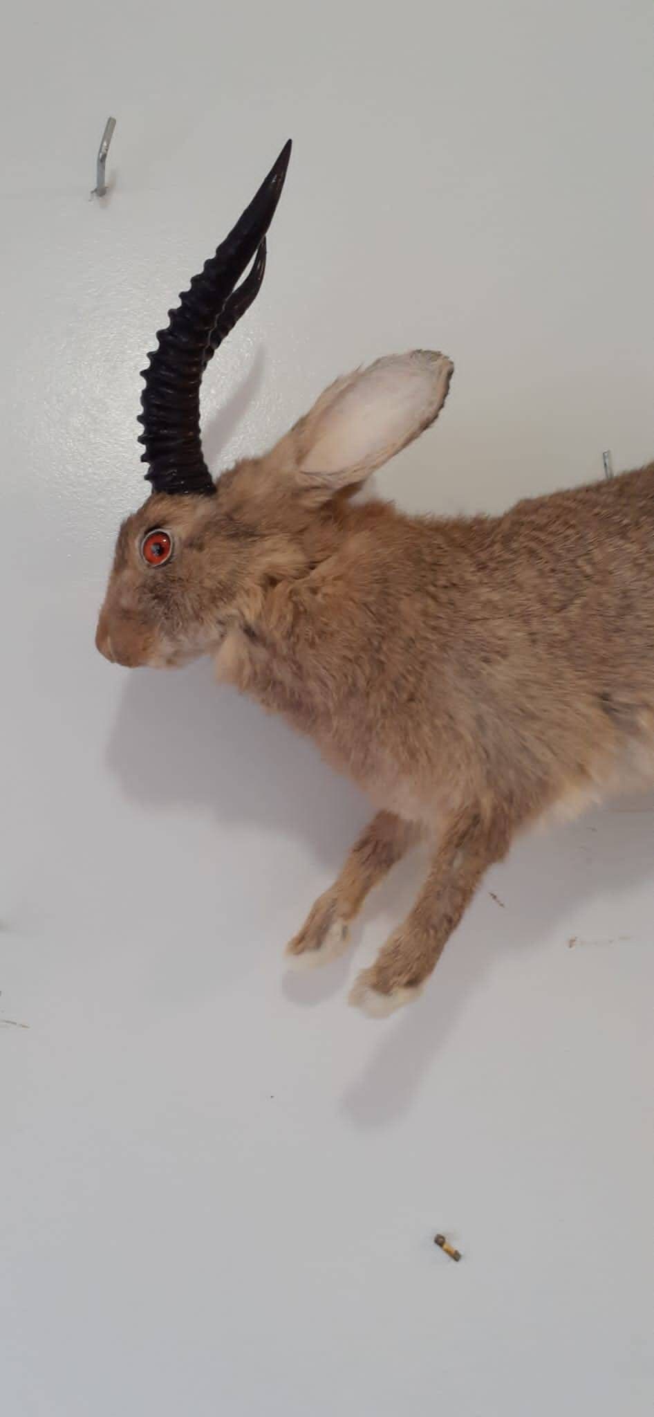 Brown Full Body Jackalope Taxidermy With Black Replica Horns | Etsy