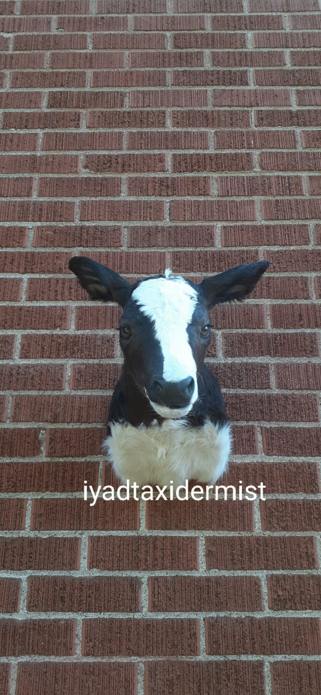 Black and White Shoulder Mount Calf Taxidermy, Baby Cow Wall Mount - Etsy
