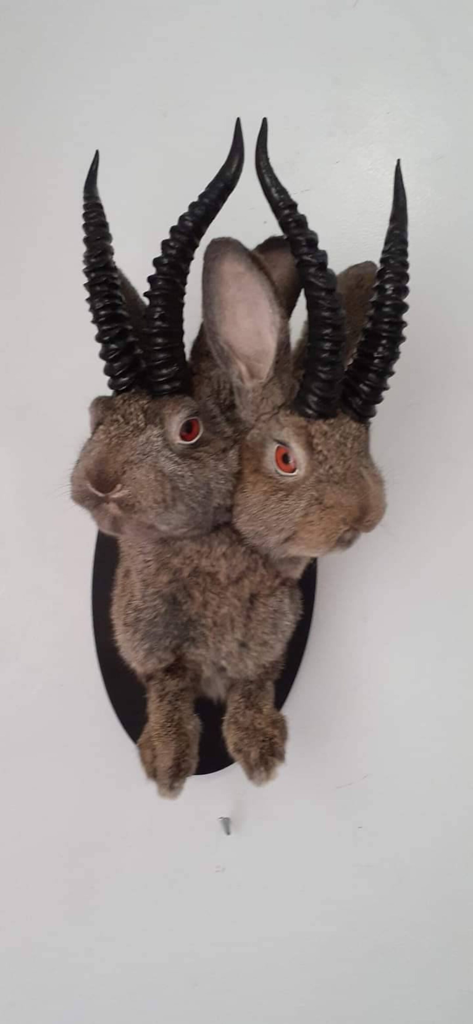 Two Headed Mythical Beast Taxidermy, Dark Brown Two Headed Jackalope ...