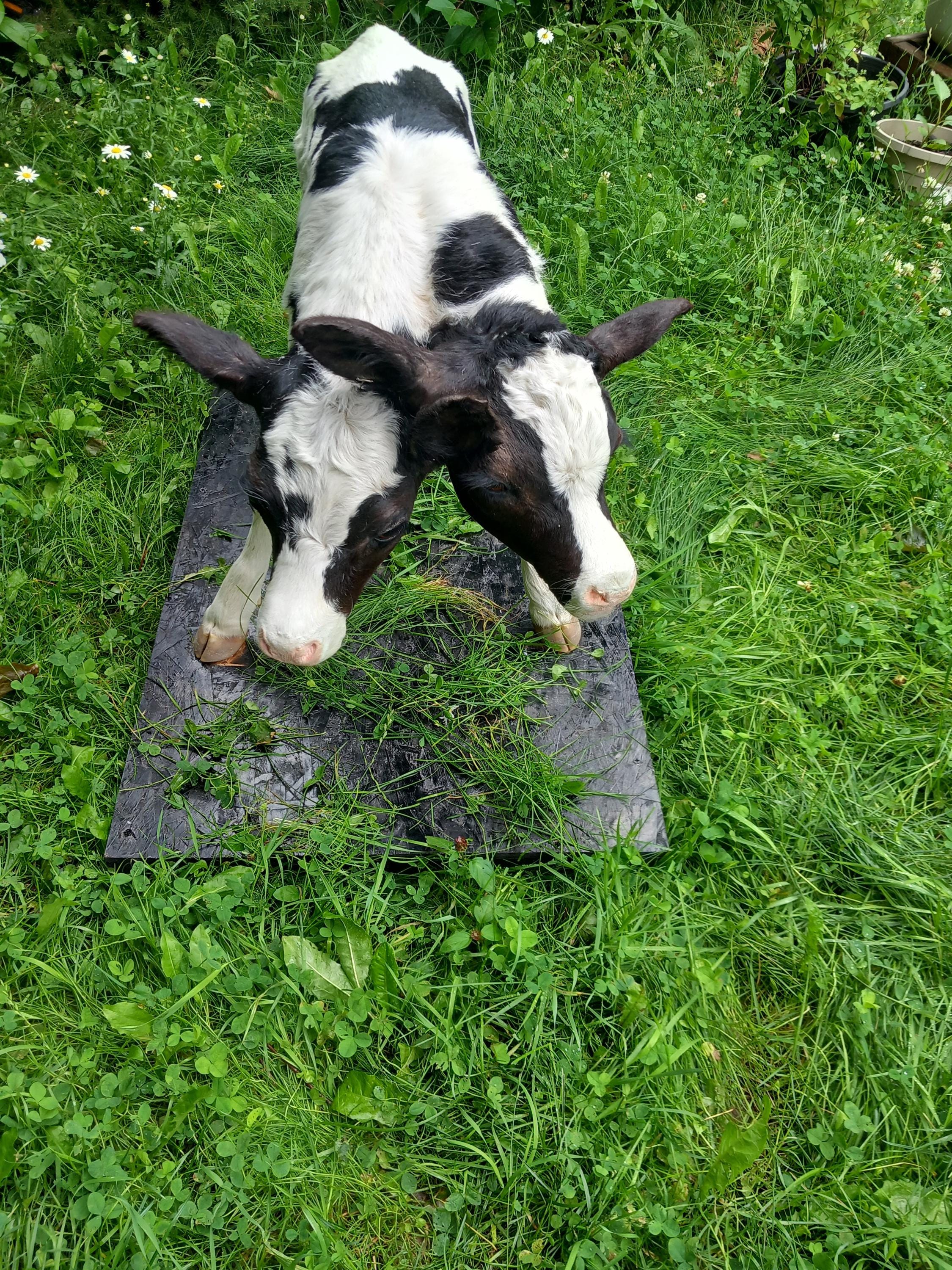 Two Headed Life-size Full Body Calf Taxidermy, Two Headed Sewed ...