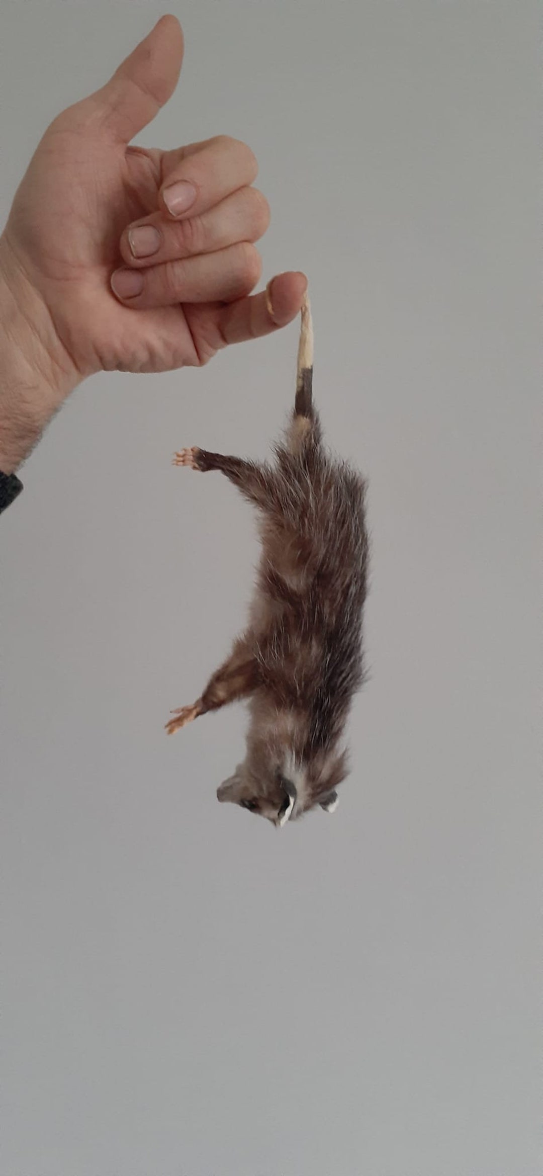 Cute Baby Opossum Soft Mount Taxidermy Rare to Find - Etsy