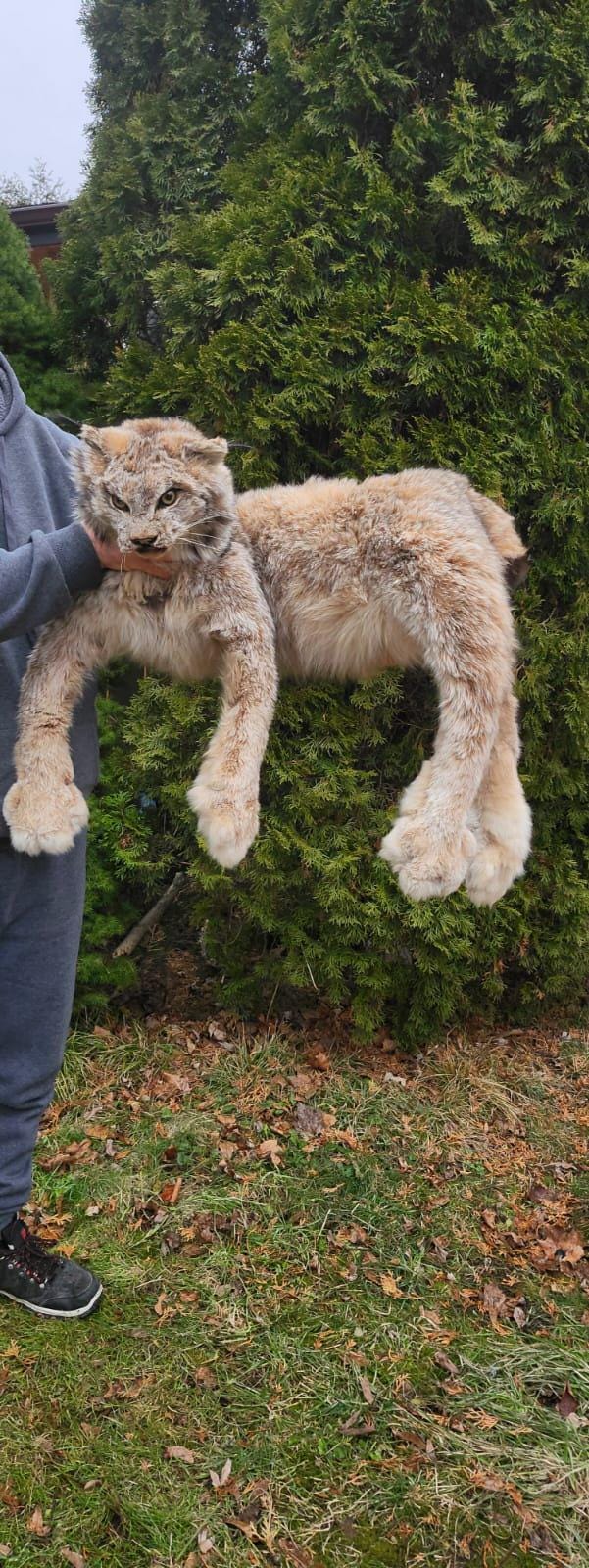 Large Soft Mount Lynx Taxidermy - Etsy