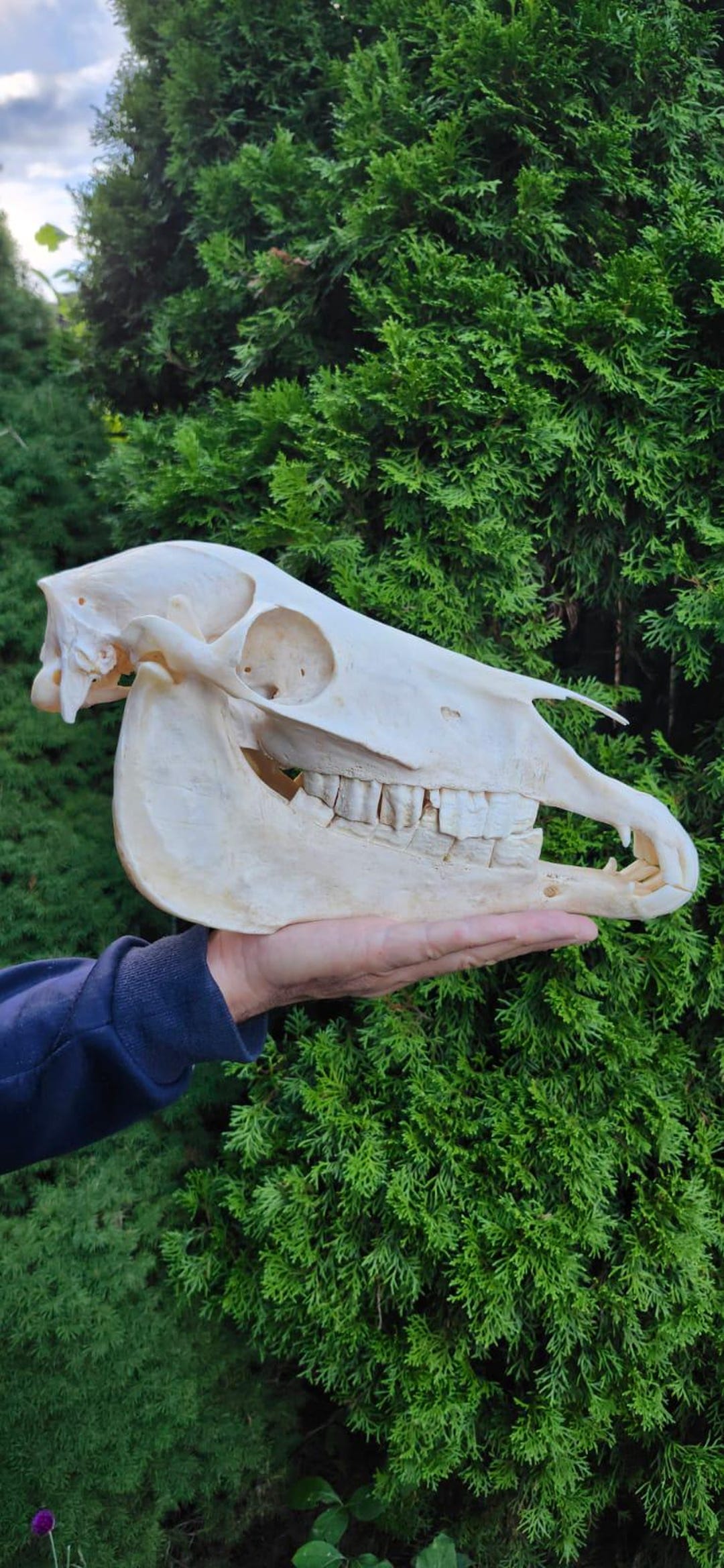 Donkey Skull Taxidermy, Very Clean and White - Etsy