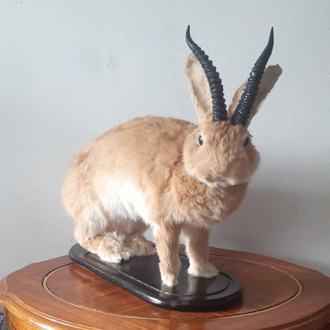 A Masive Brown Life Size Jackalope Taxidermy With Replica Black Horns ...