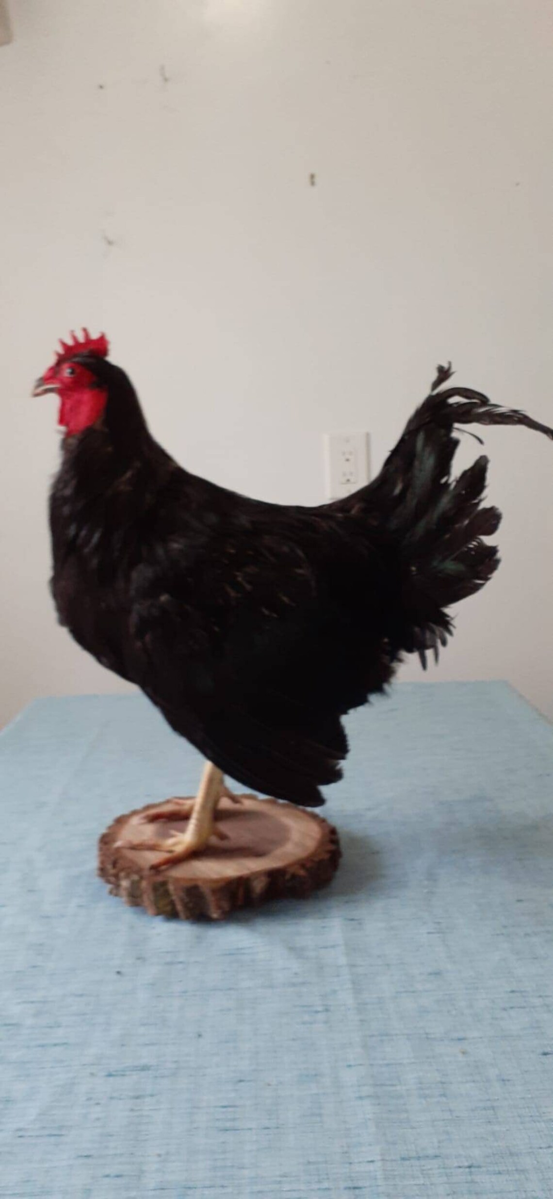 Black Rooster Taxidermy Rooster Mount Bird Taxidermy - Etsy