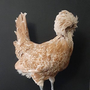 Unique Chicken Taxidermy, Bird Taxidermy, Chicken Mount - Etsy