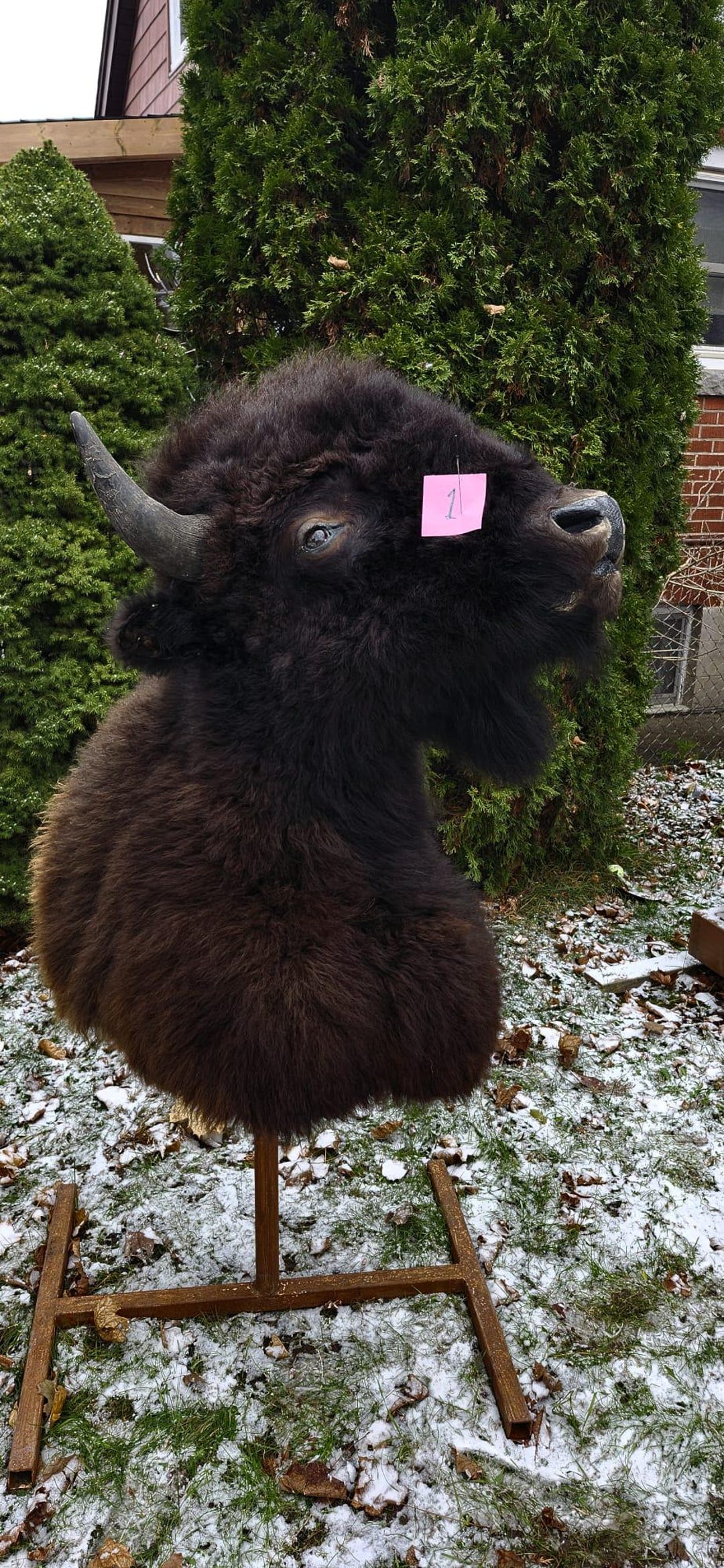 Shoulder Mount Bison/buffalo Taxidermy - Etsy
