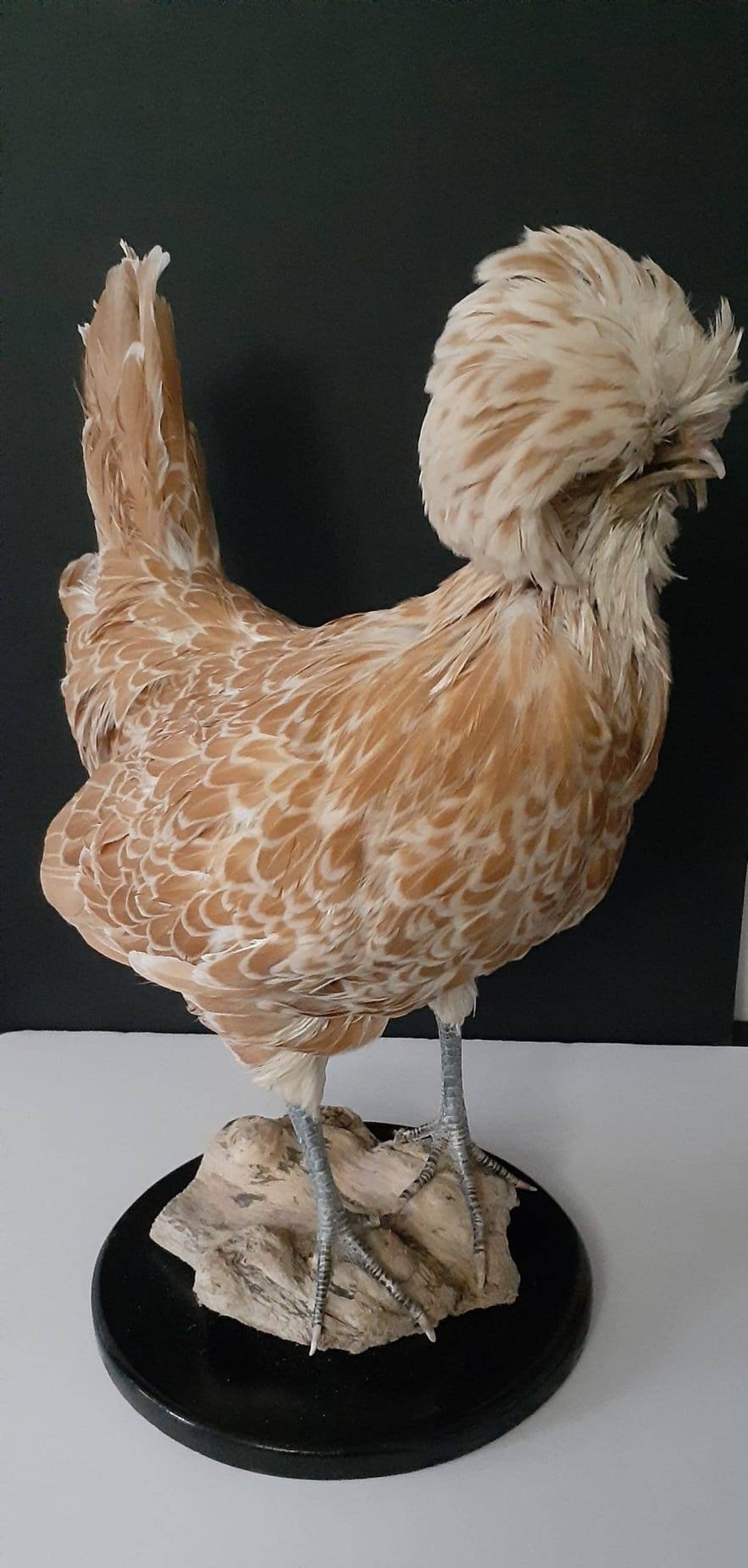 Unique Chicken Taxidermy, Bird Taxidermy, Chicken Mount - Etsy