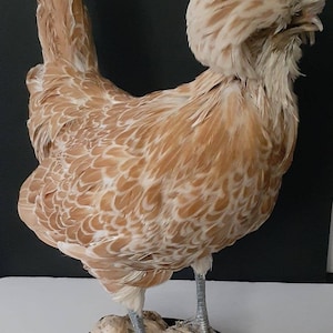 Unique Chicken Taxidermy, Bird Taxidermy, Chicken Mount - Etsy