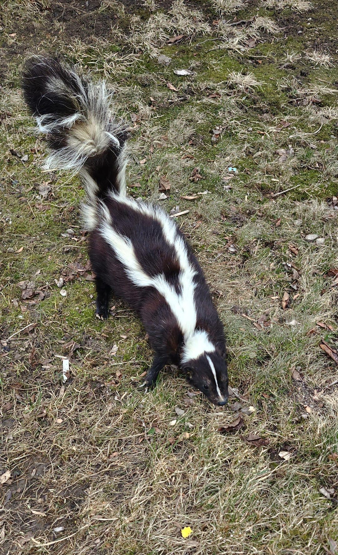 Fully Posable Large Soft Mount Skunk Taxidermy - Etsy