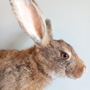 Brown Soft Mount Rabbit Taxidermy, Floppy Soft Mount Bunny - Etsy
