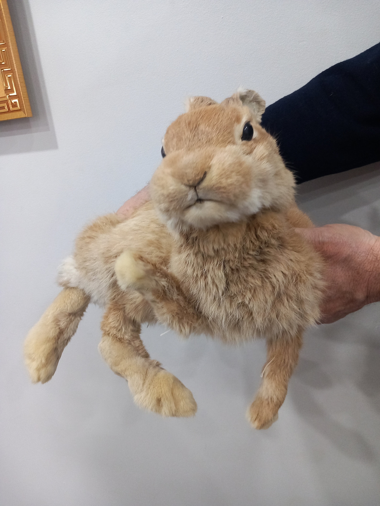 Posable Soft Mount Rabbit Taxidermy, Orange Bunny Taxidermy - Etsy