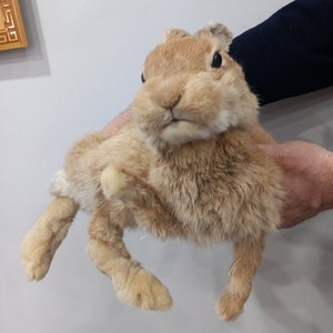 Posable Soft Mount Rabbit Taxidermy, Orange Bunny Taxidermy - Etsy