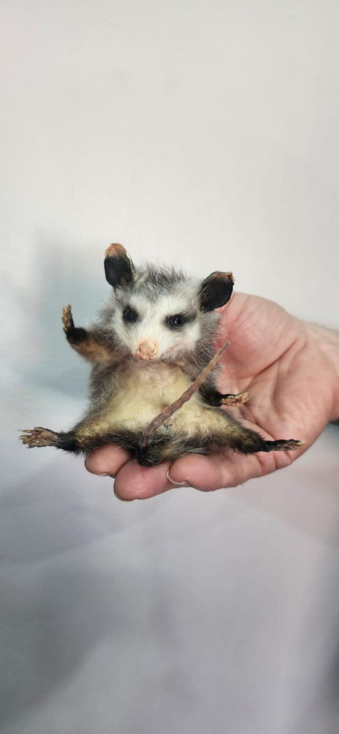 Soft Mount Small Baby Opossum Taxidermy - Etsy