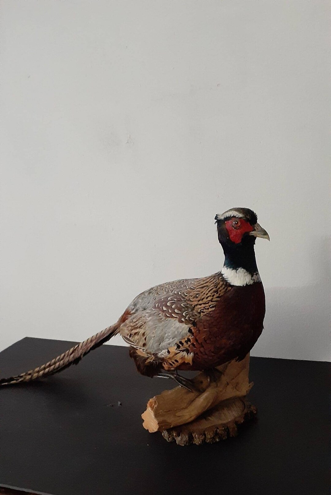 Chinese Ring Neck Pheasant Taxidermy, Bird Taxidermy - Etsy Chinese Ring Neck Pheasant Taxidermy, Bird Taxidermy - Etsy