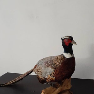 Chinese Ring Neck Pheasant Taxidermy, Bird Taxidermy - Etsy