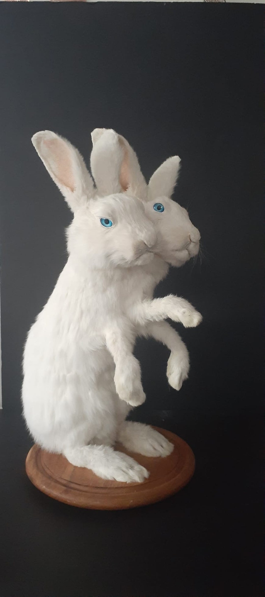 Two Headed Three Front Feet Full Body Rabbit Taxidermy, Standing Two ...
