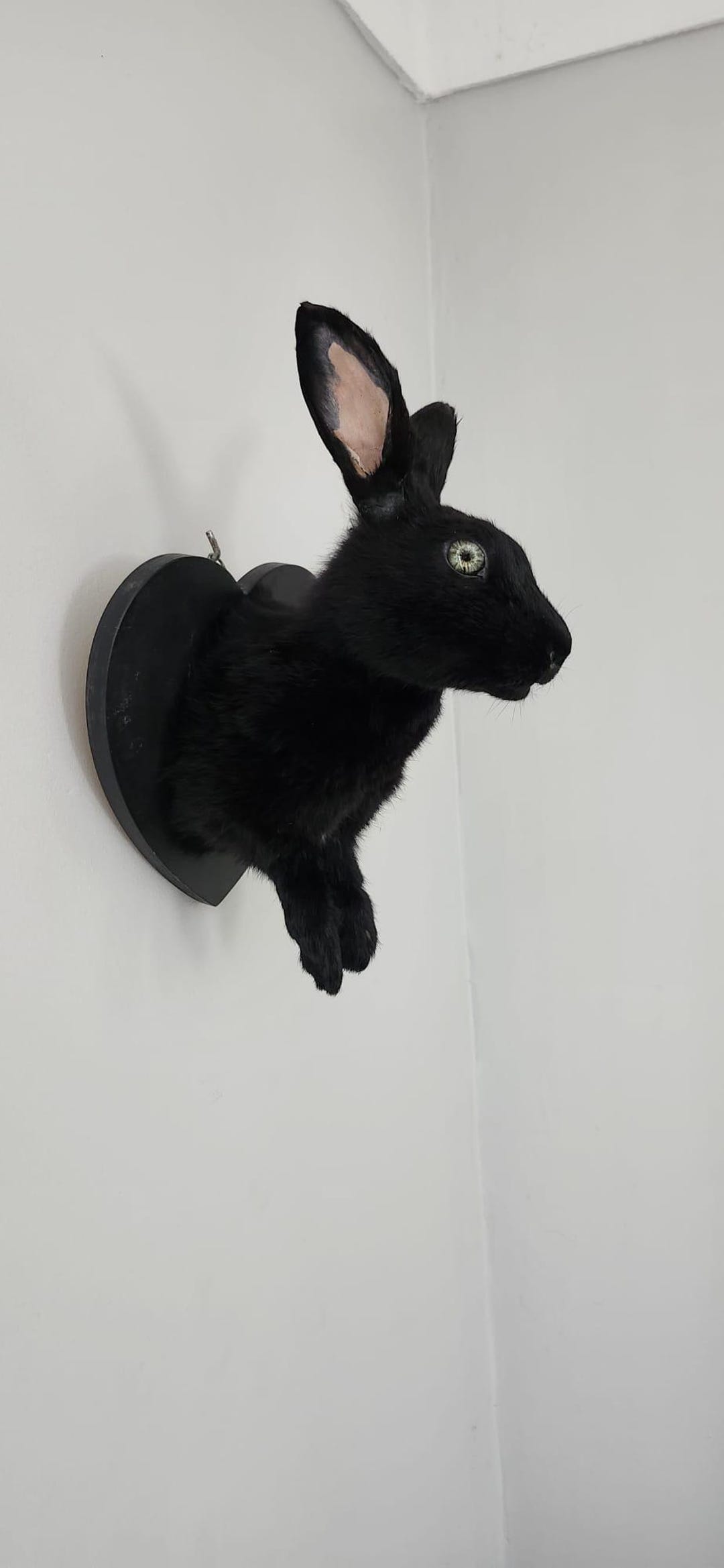 Shoulder Mount Black Rabbit, Bunny Taxidermy - Etsy